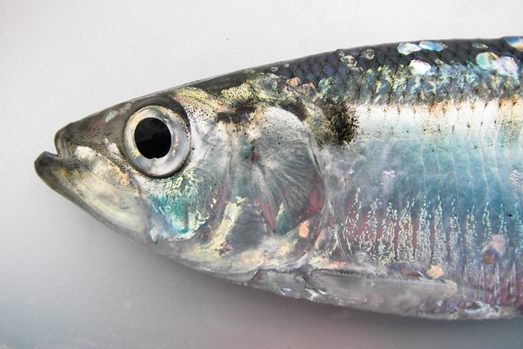 April 22, 2024 | College of Arts & Sciences | William & Mary