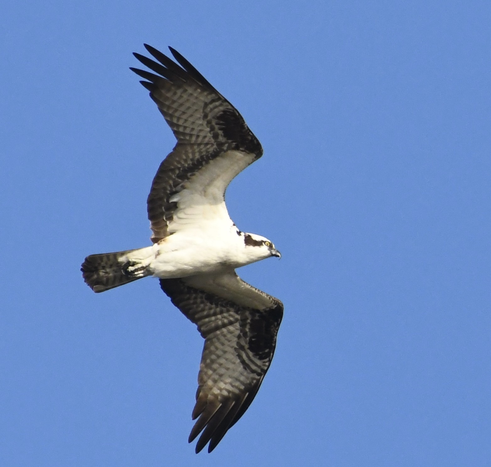 Ospreys score a W&M campus first at Zable Stadium in 2025 | College of ...