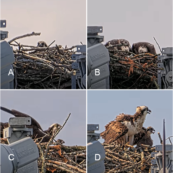 Ospreys Score a W&M Campus First at Zable Stadium in 2025 | Keck Lab ...