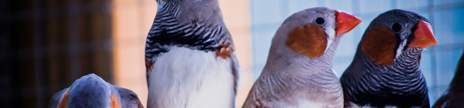 William & Mary - Daniel Cristol