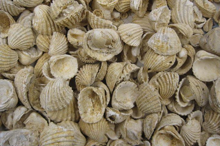 In 'Science': 'Background extinction' for the world's oceans | William ...