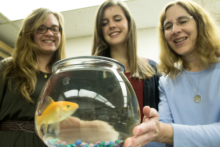 A clog-resistant filtration system inspired by filter-feeding fish ...
