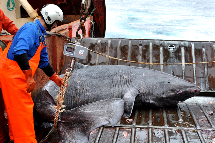 Old and cold: extreme longevity in Greenland sharks | William & Mary
