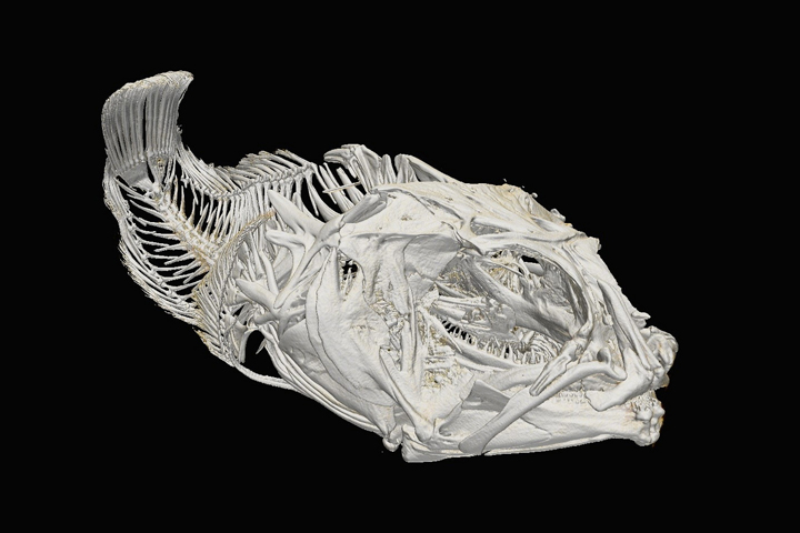 Grad student uses high-tech medical device to study fish | William & Mary