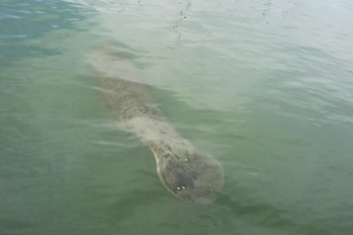 VIMS researchers observe one of Chesapeake Bay’s rarest creatures ...