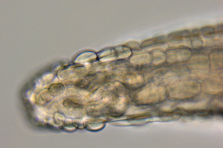 Buddy: The worm that launched a million ‘icks’ | William & Mary