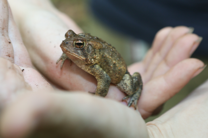 First there was the Griffin. Now, we have toads wearing backpacks ...
