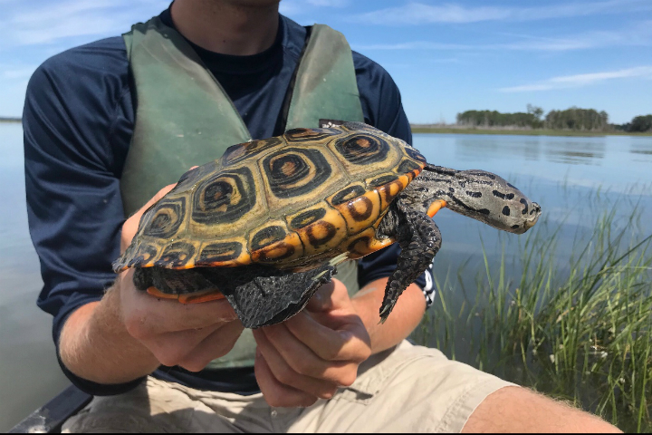 Empowered by summer research grant, W&M undergrad conducts study of ...