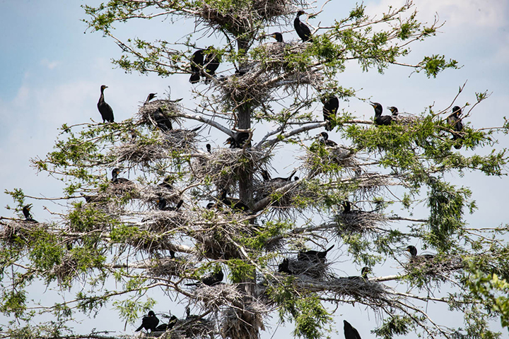 Social distancing in birds | William & Mary